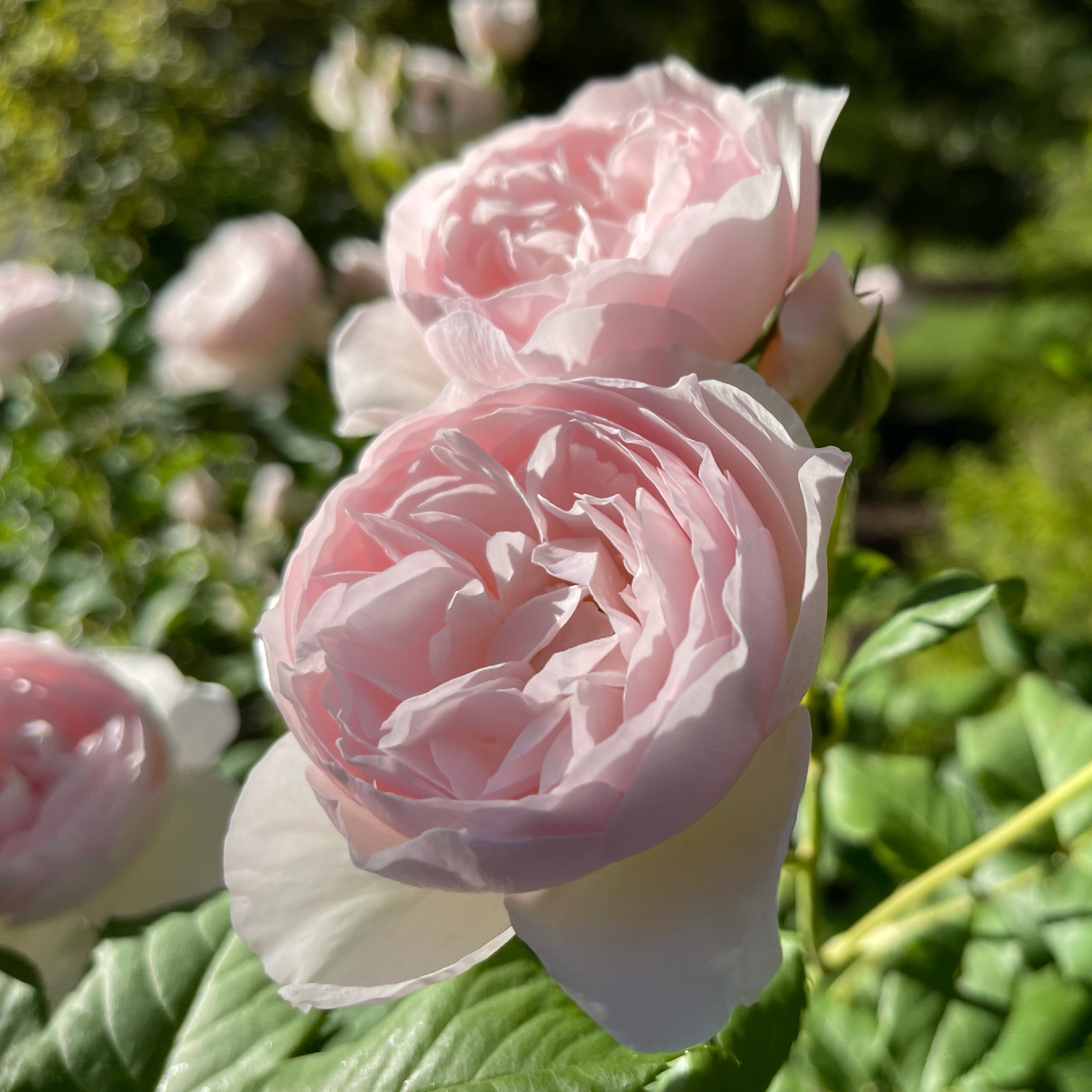 Roses Rise – Alexandersmap