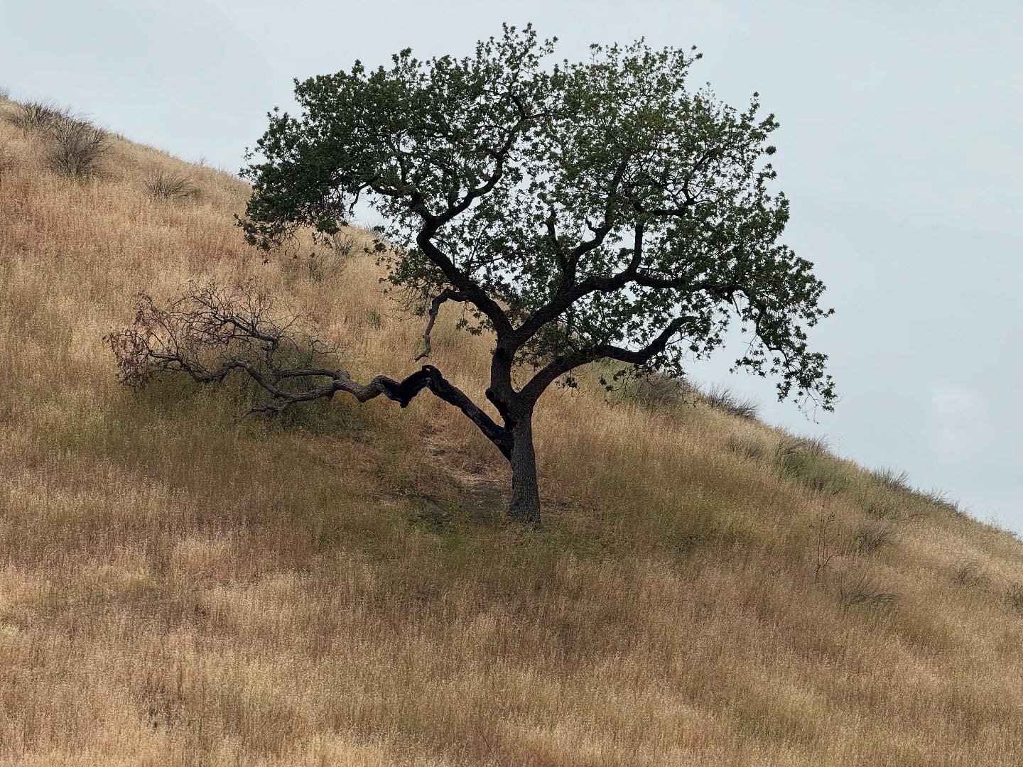 A Hike in the Upper Las Virgenes Canyon Open Space Preserve – Alexandersmap